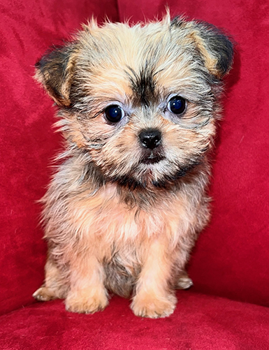 Pocket Puppies Pleasant Prairie Wisconsin - Available Puppies
